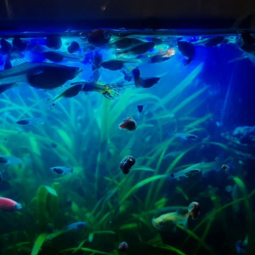 Гуппи - мальки