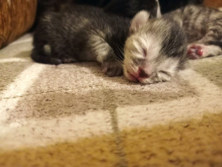 Отдам в добрые руки