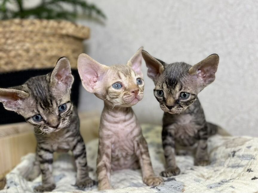 Котята девон-рекс