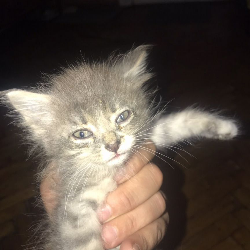 Котенок женский)