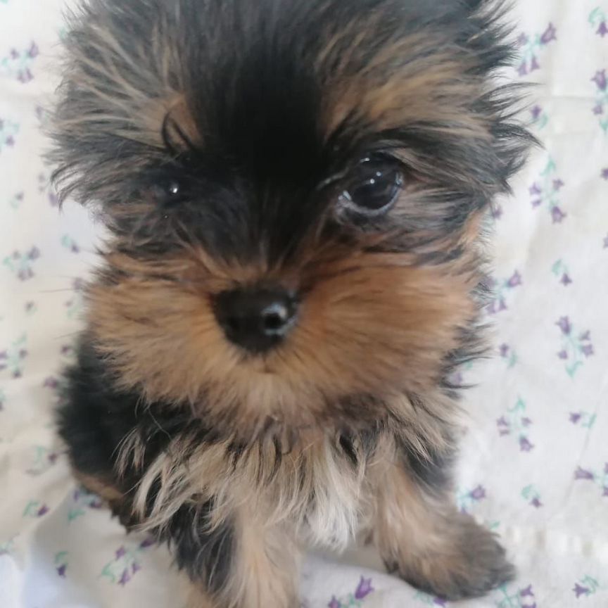 Йоркширский терьер мини