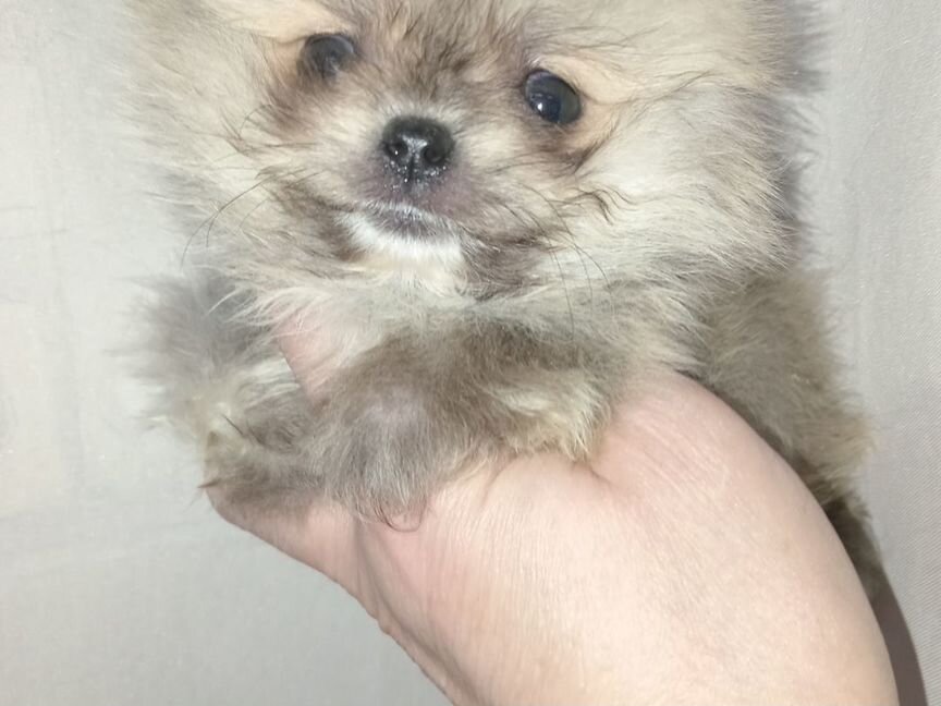 Шпиц микро девочка