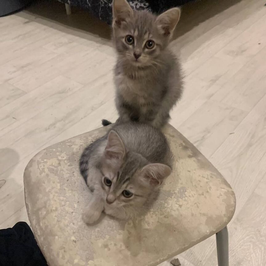 Котята в добрые руки бесплатно девочки