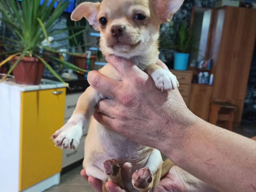 Щенки чихуахуа