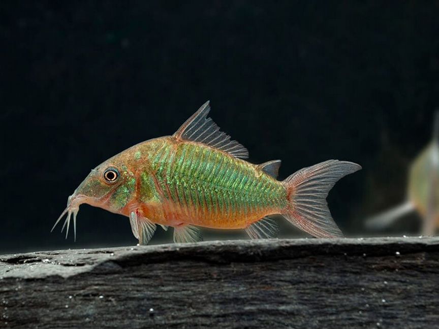 Коридорас Брохис, Изумрудный брохис (Corydoras sp