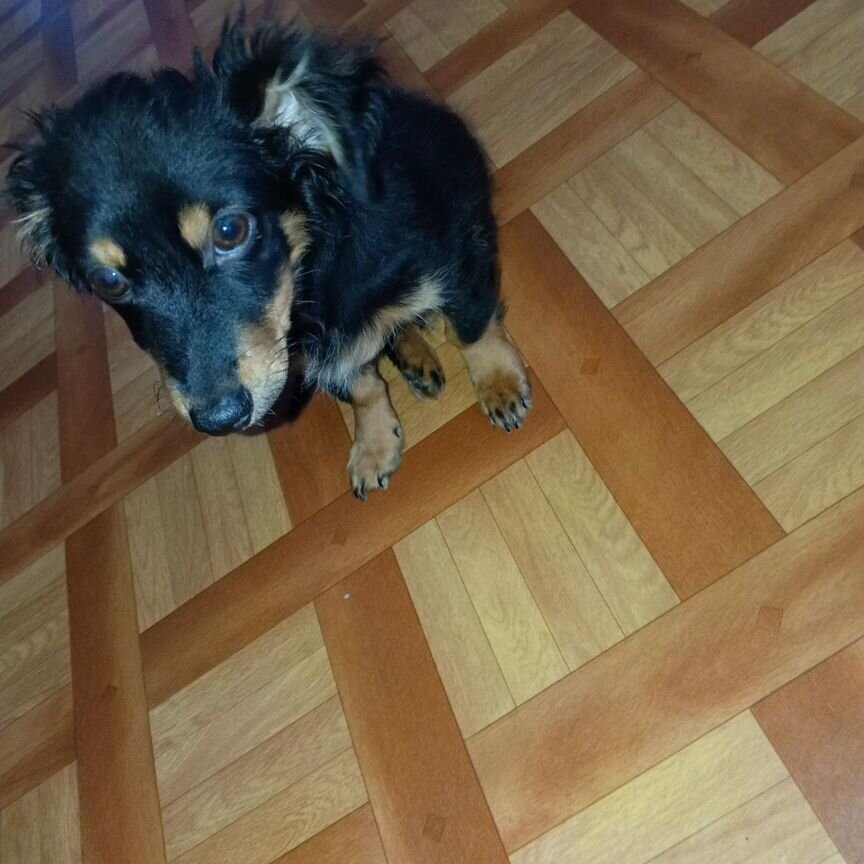 Отдам в добрые руки,дворняшка по кличке "Тони"