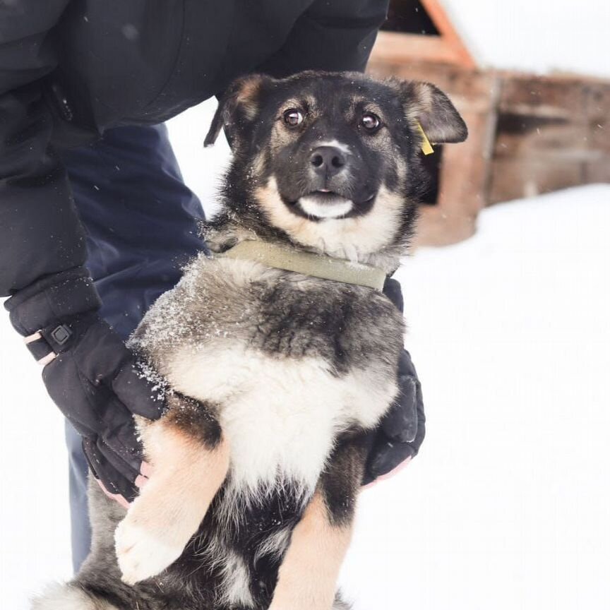 Собаки щенки