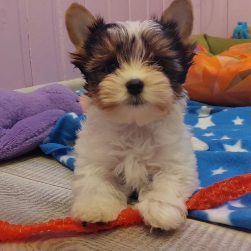 Бивер мальчики