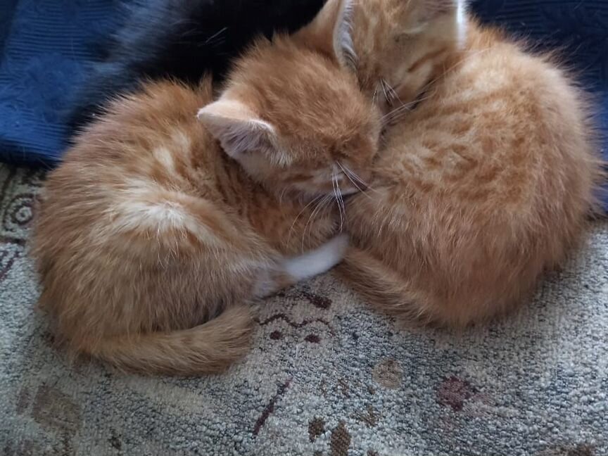 Котята 1,5 мес. бесплатно