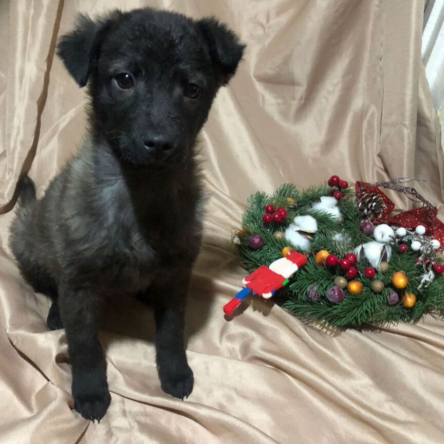 Гелечка 3 мес вырастет очень небольшая не на цепь