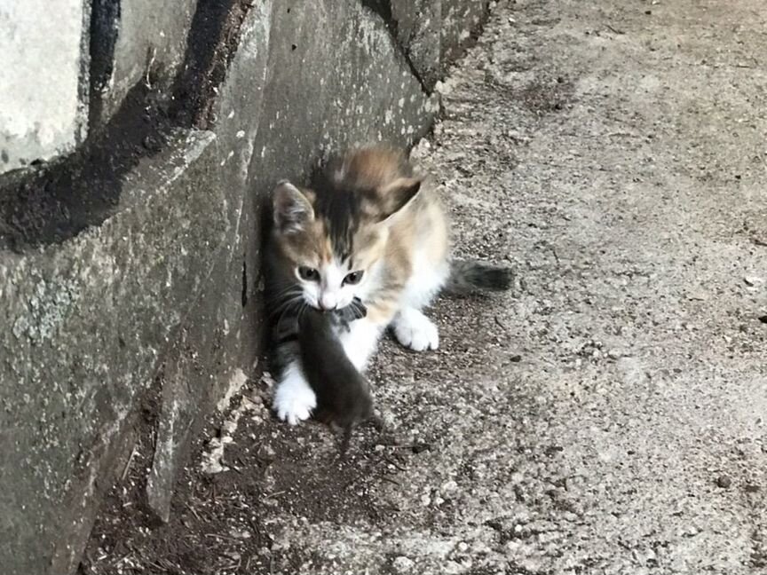Котенок трёхцветный девочка-мышеловка
