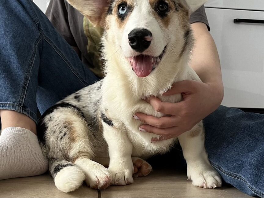 Девочка окраса мерле