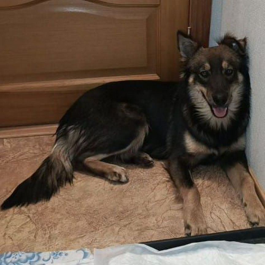 Добрая,милая,стерелизованная собачка ищет дом