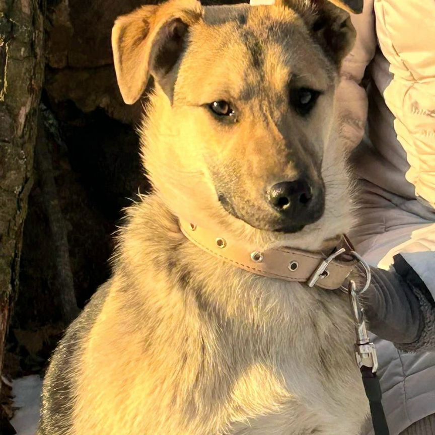 Добрая собака ищет дом