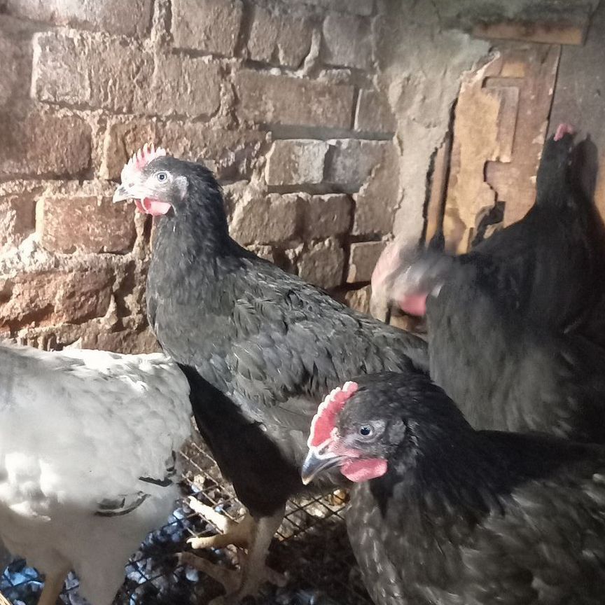 Молодые петухи Московская черная