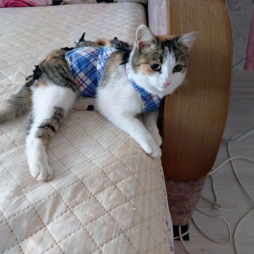 Кошечка в добрые руки