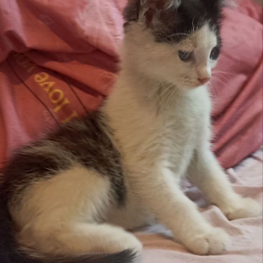 Котята в добрые руки бесплатно