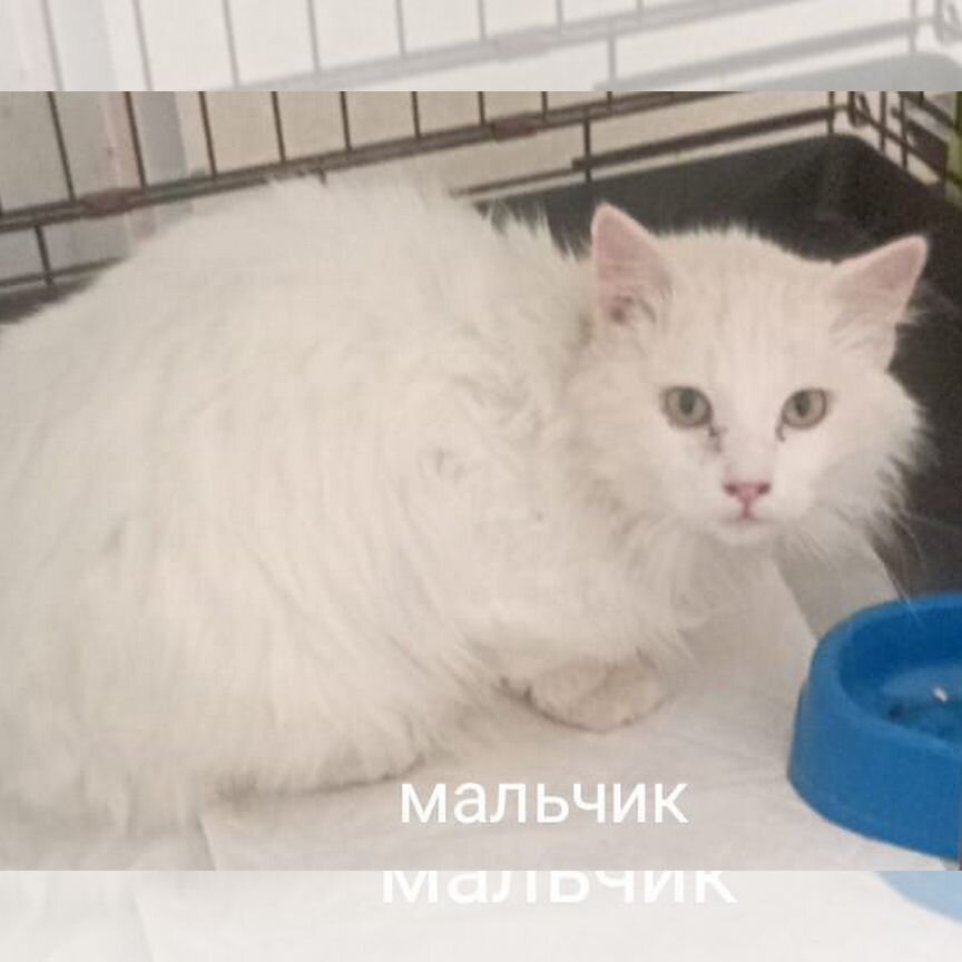 Котик - турецкая ангора