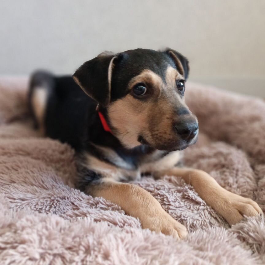 Щенулька ищет дом