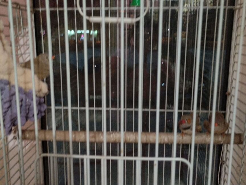 Продам Зебровую Амадинку