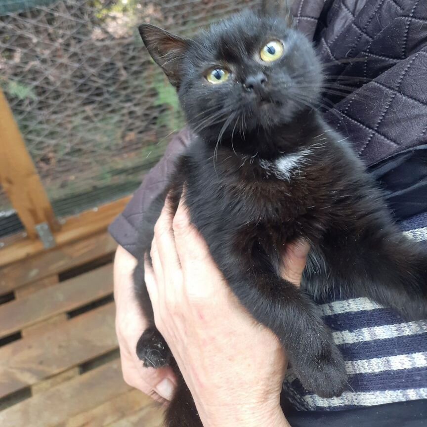 Малышка очень ласковая, уже стерилизована