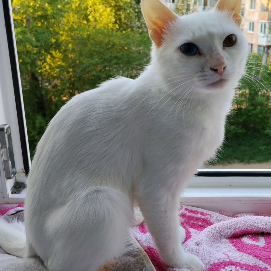 Взрослый кот в добрые руки