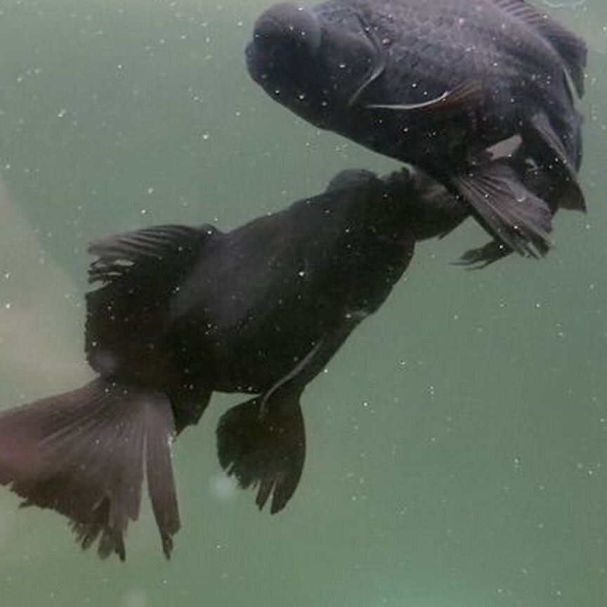 Золотая рыбка телескоп