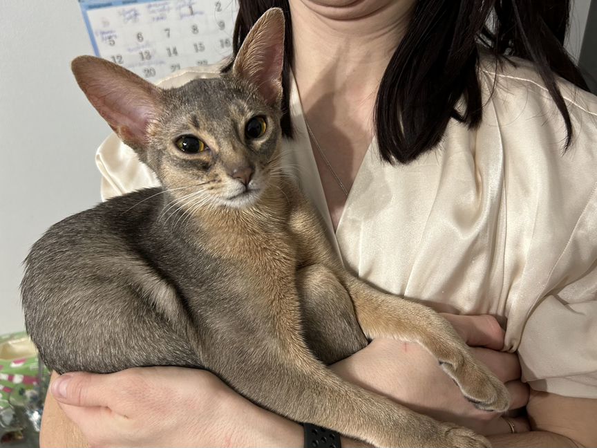 Абиссинская кошка, котенок 6 месяцев