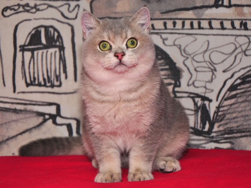 Британский плюшевый котик голубая шиншилла