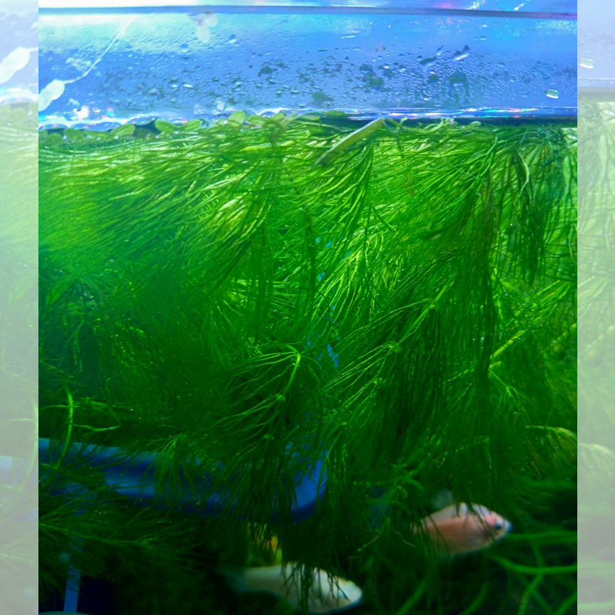 Пистия и роголистник в аквариум