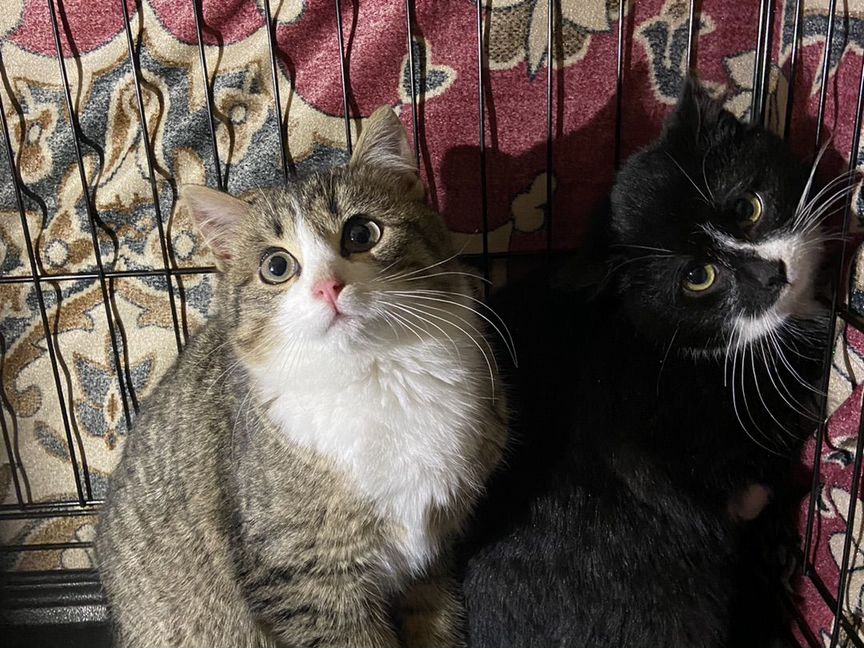 Котята в добрые руки