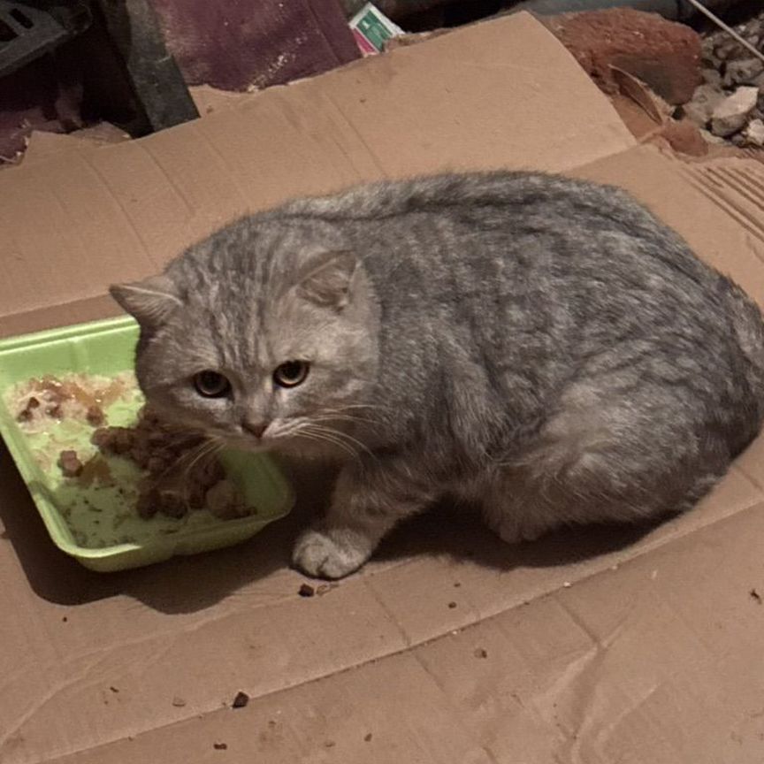 Британский короткошёрстный, взрослый кот