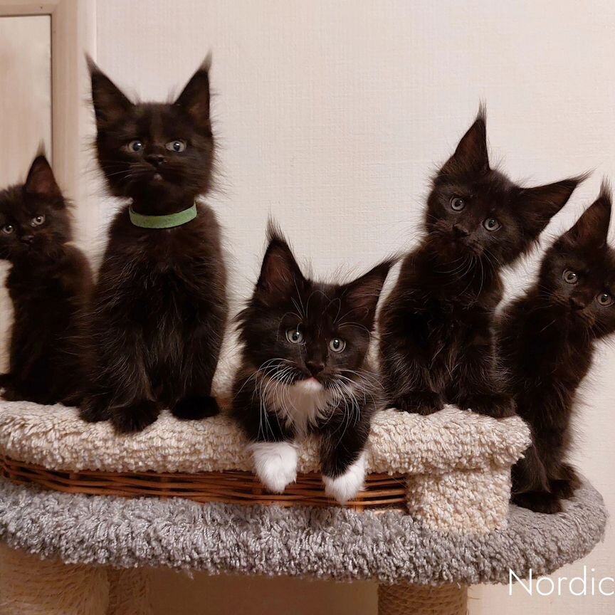 Котята мейн-кун
