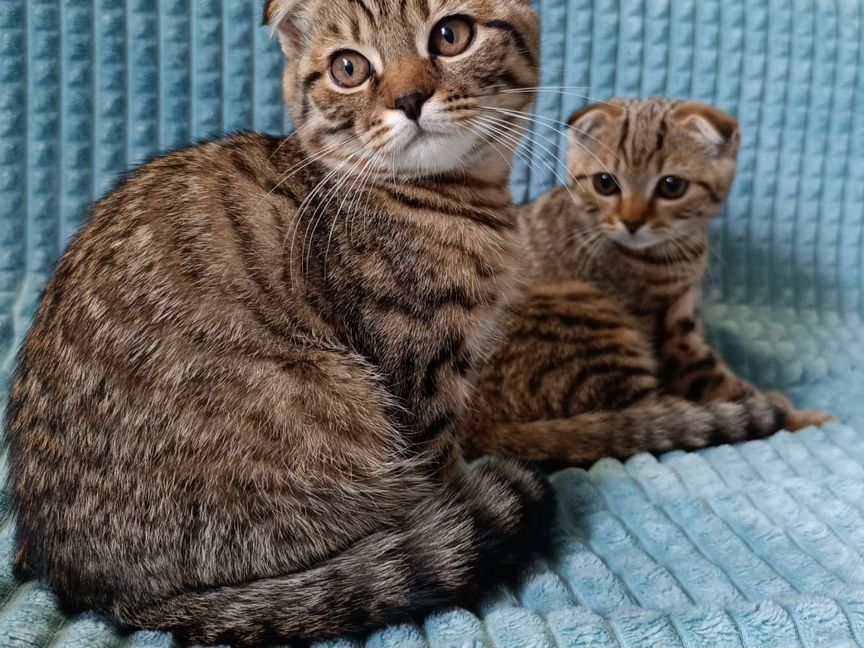 Шотландские котята