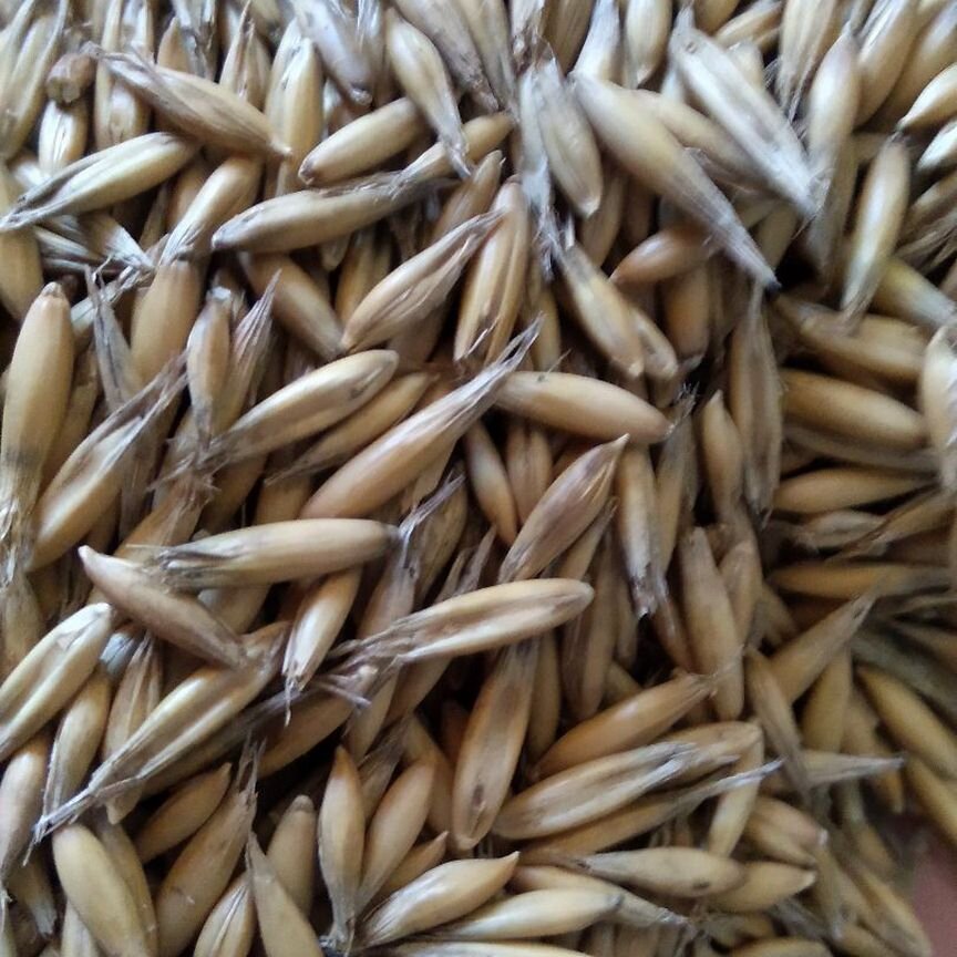 Овёс в мешках и россыпью