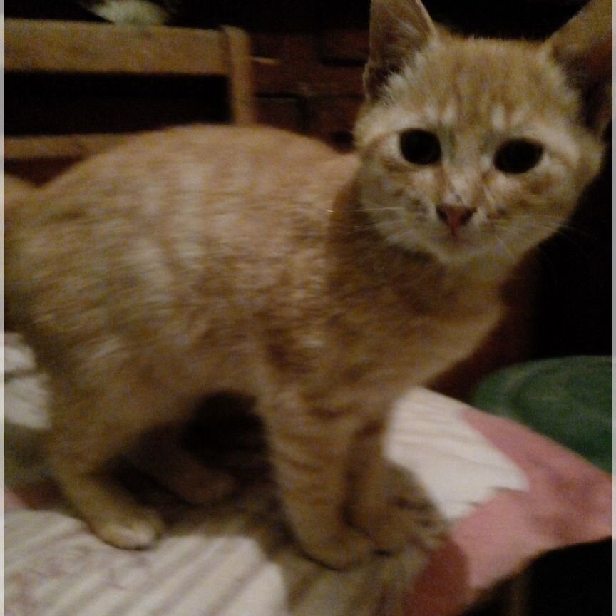 Отдам котенка