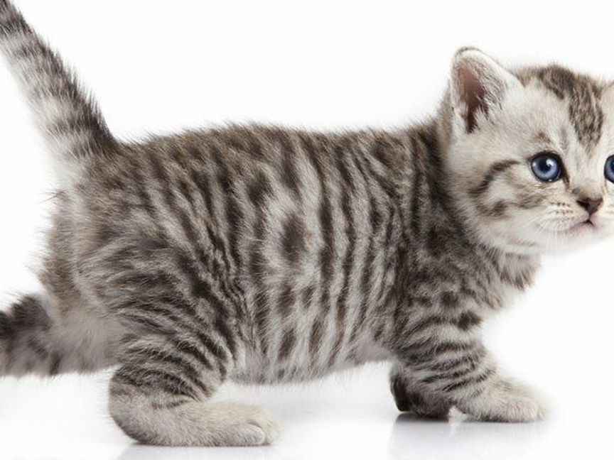 Котик пятно на серебре