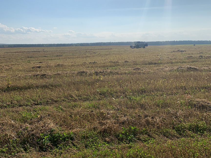 Солома овсяная