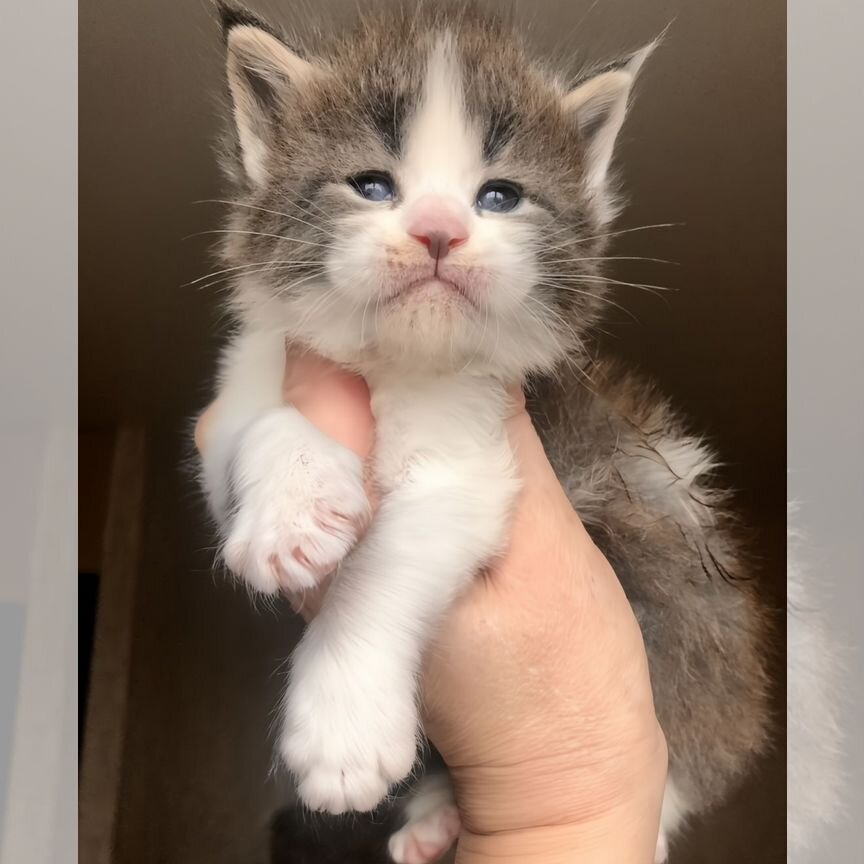 Мейн-кун котёнок