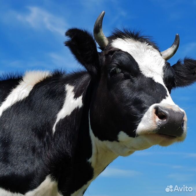 Корова, бараны