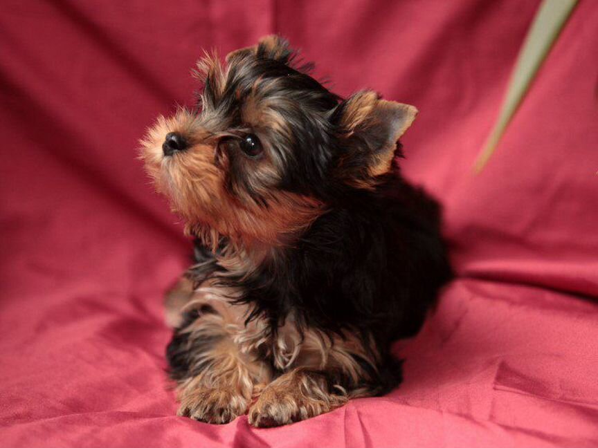 Йоркширский терьер девочка мини