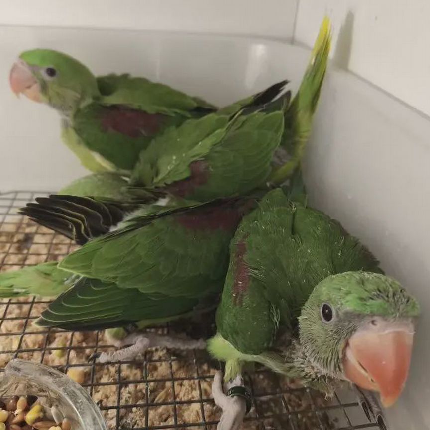 Попугай александрийский ручной выкормыш и другие