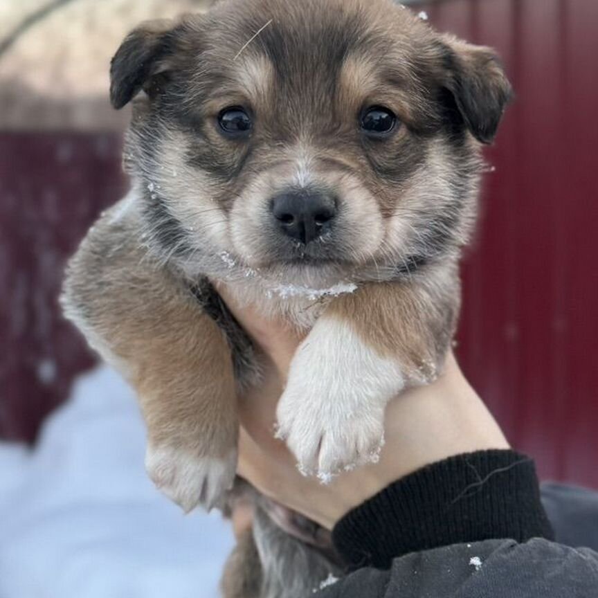 Собаки бесплатно