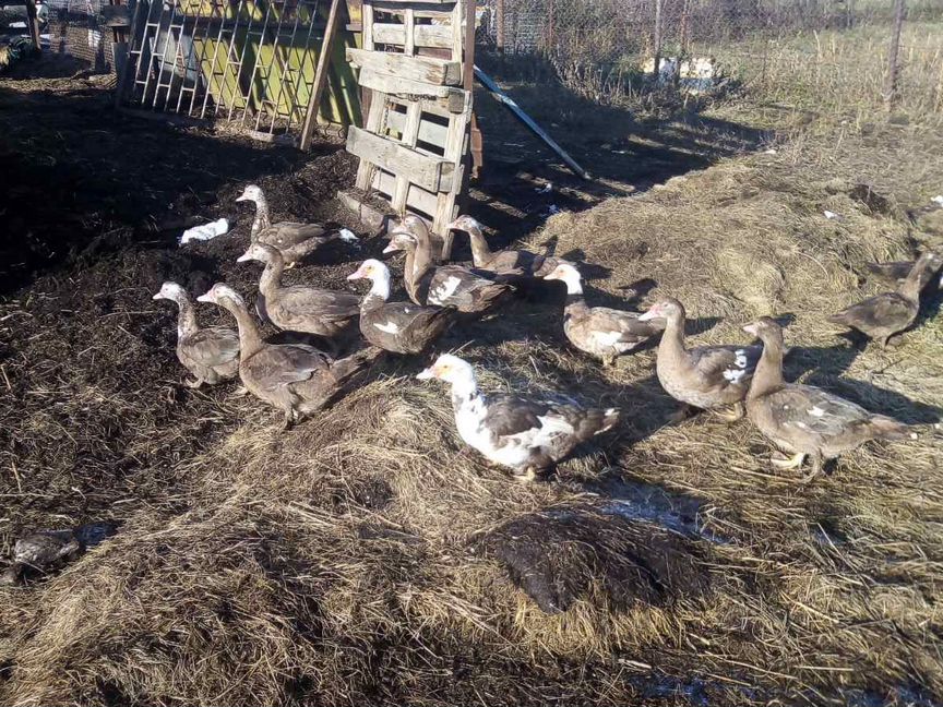 Мускусные утки