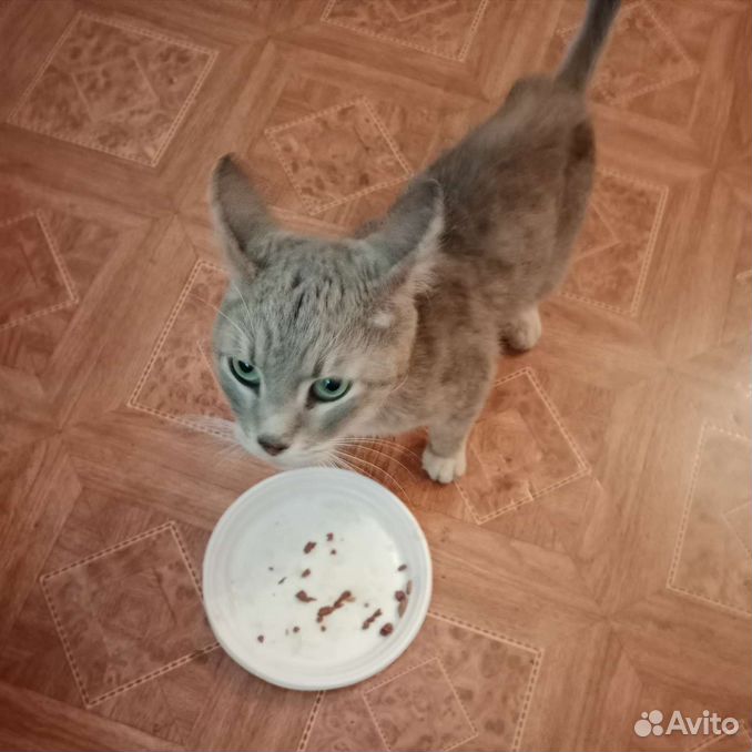 Кот одна неделя для спасения
