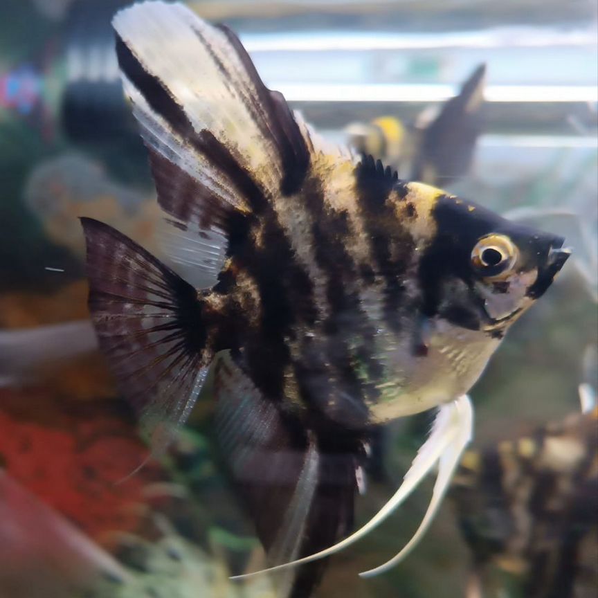 Скалярии мраморные