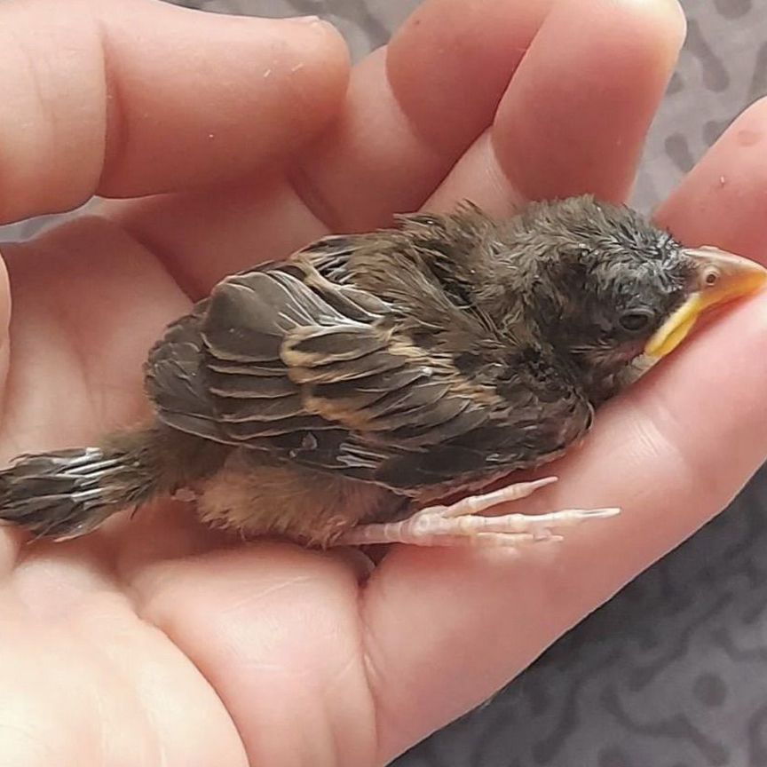 Выкормлю птенца воробья и др