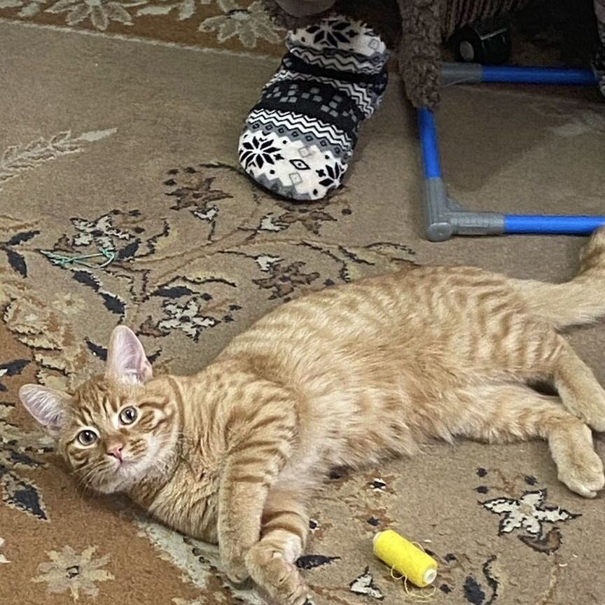 Котята
