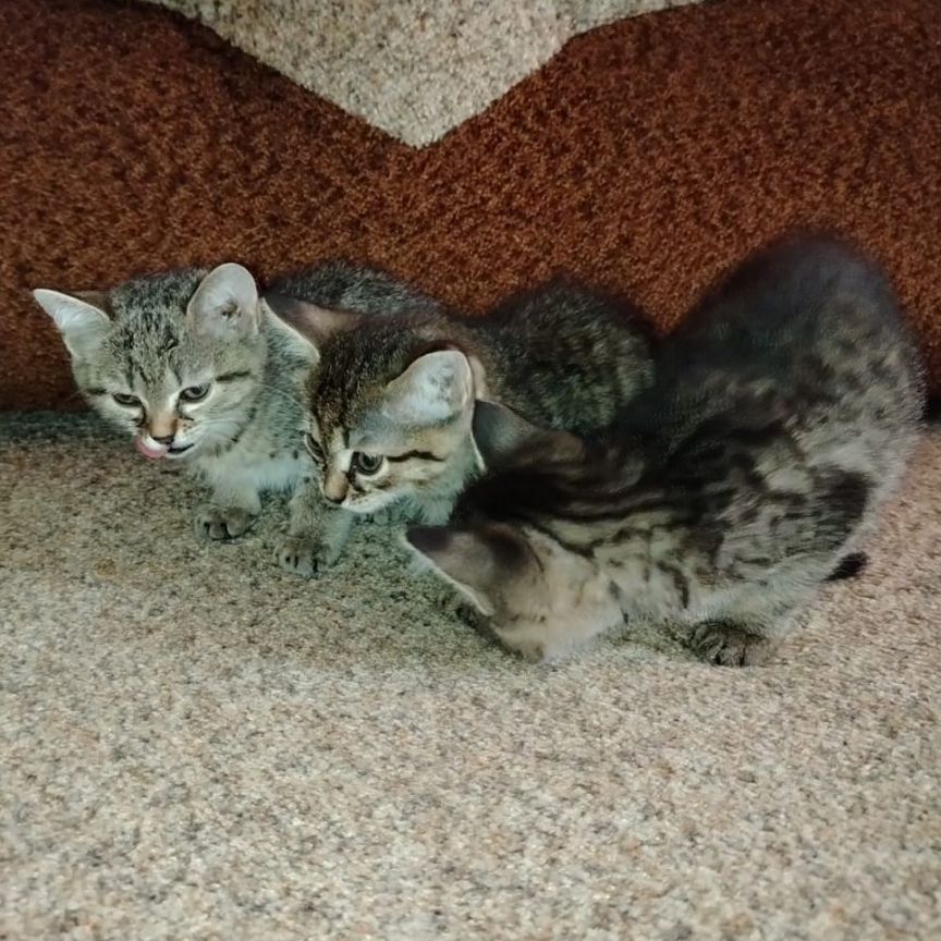 Эльф котёнок