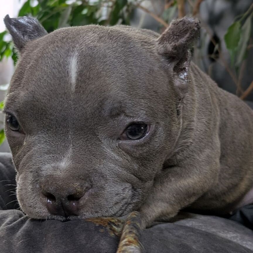 Американский булли, щенок